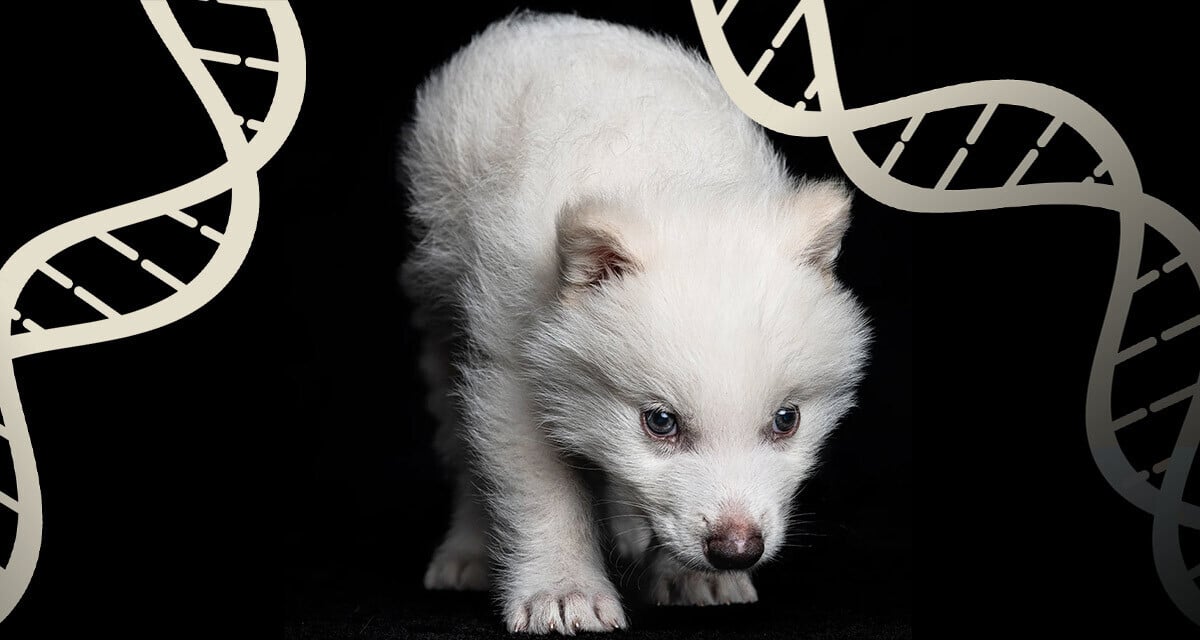 After 12,500 Years, The Dire Wolf Is No Longer Extinct!